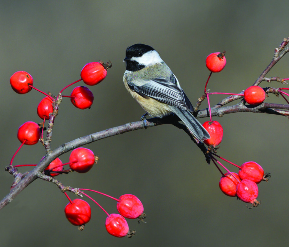 Types of Chickadees in North America - Grit